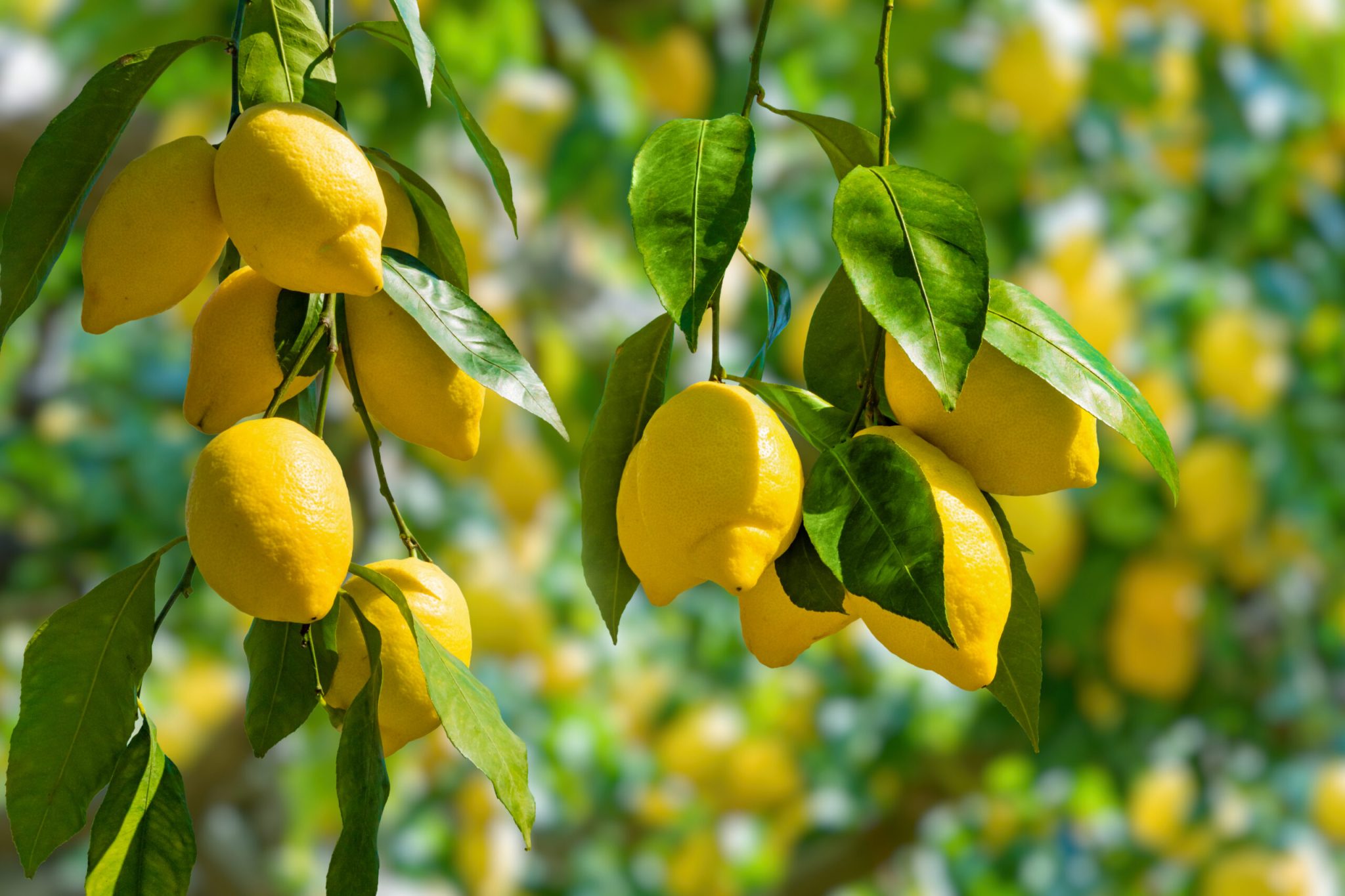 Citrus – Palm Egypt